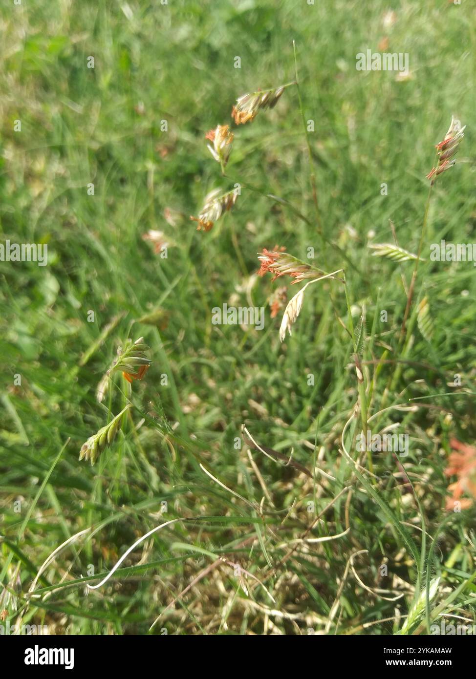 buffalograss (Bouteloua dactyloides Stock Photo - Alamy