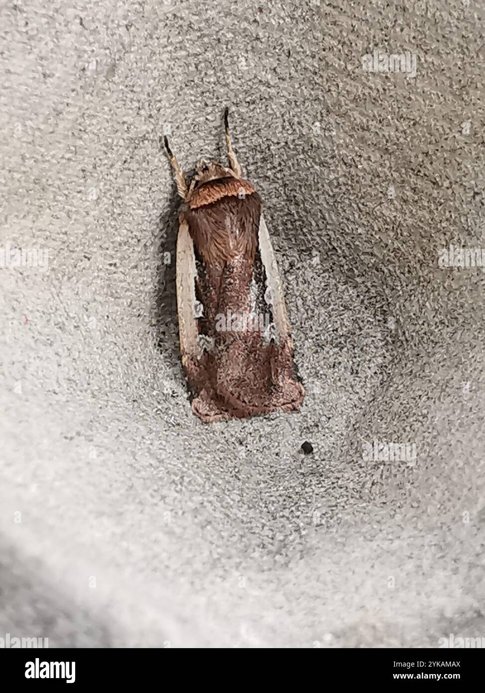 Flame Shoulder Moth (Ochropleura plecta Stock Photo - Alamy