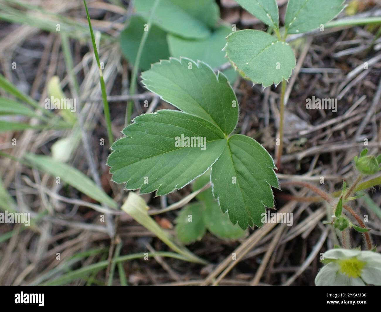 Virginia strawberry (Fragaria virginiana Stock Photo - Alamy