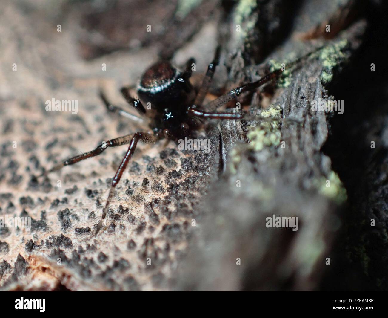 Ant-eating Spiders (Euryopis Stock Photo - Alamy