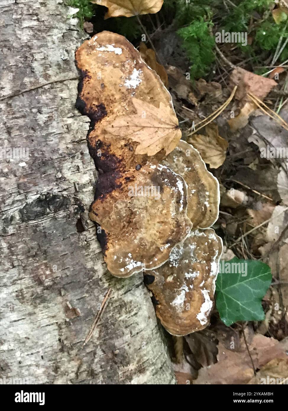 Lumpy Bracket (Trametes gibbosa Stock Photo - Alamy