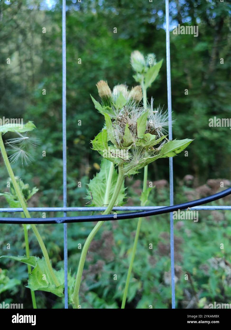 Cabbage Thistle (Cirsium oleraceum Stock Photo - Alamy