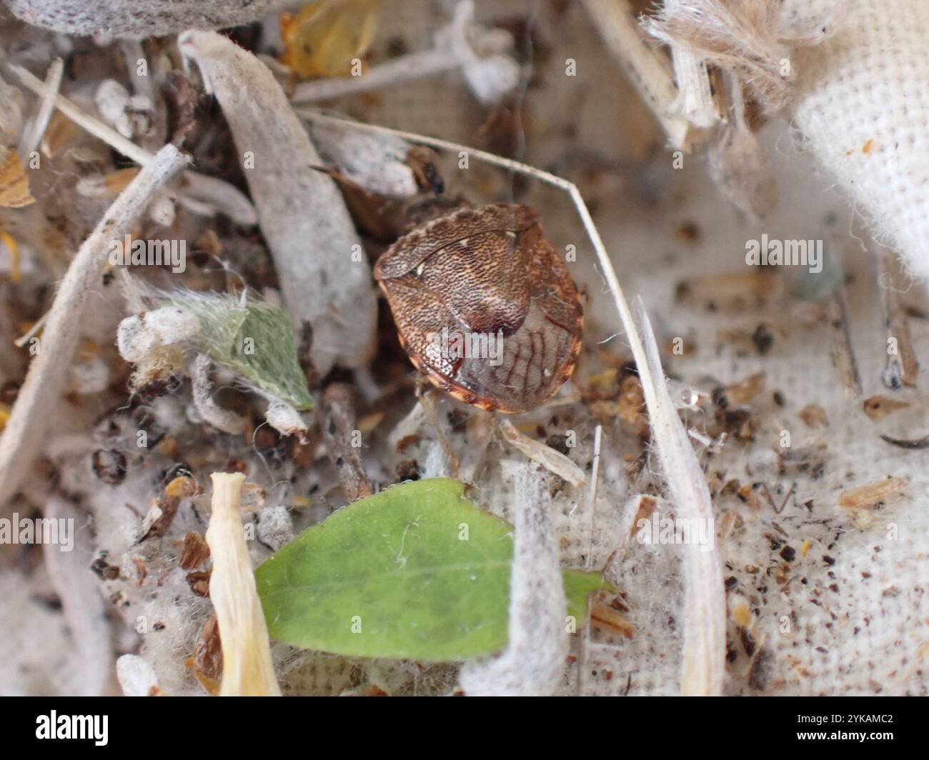 True Bugs (Heteroptera Stock Photo - Alamy