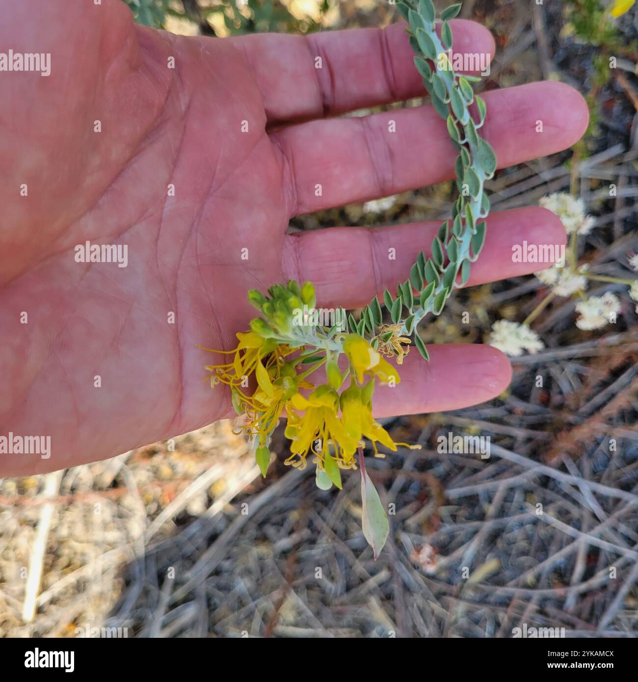 Bladderpod (Cleomella arborea Stock Photo - Alamy