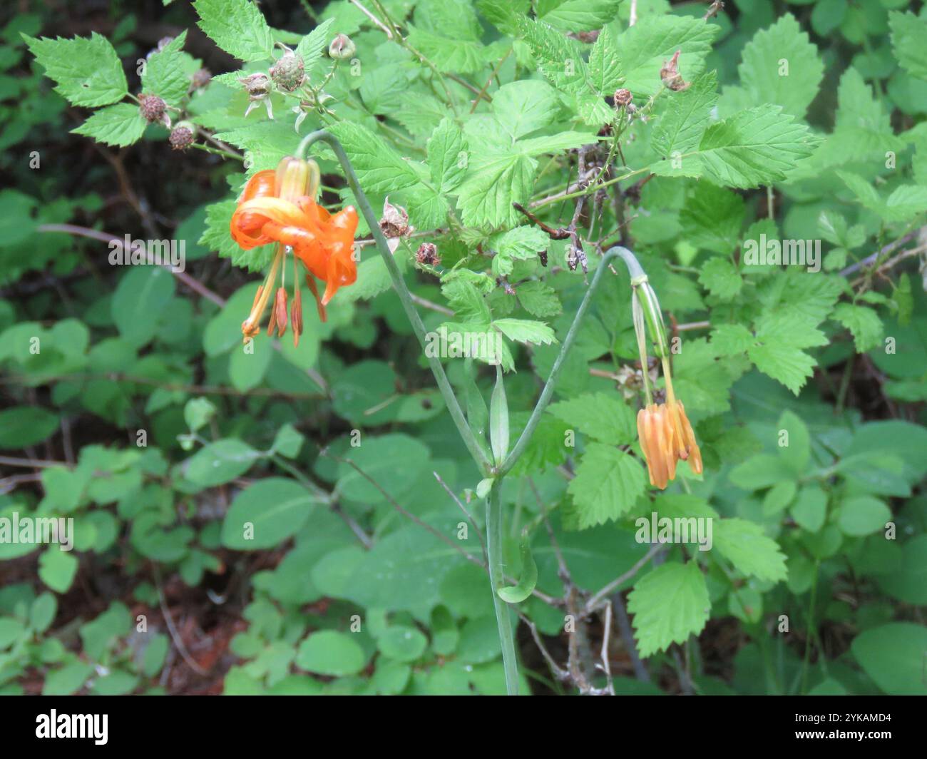 Columbia lily (Lilium columbianum Stock Photo - Alamy