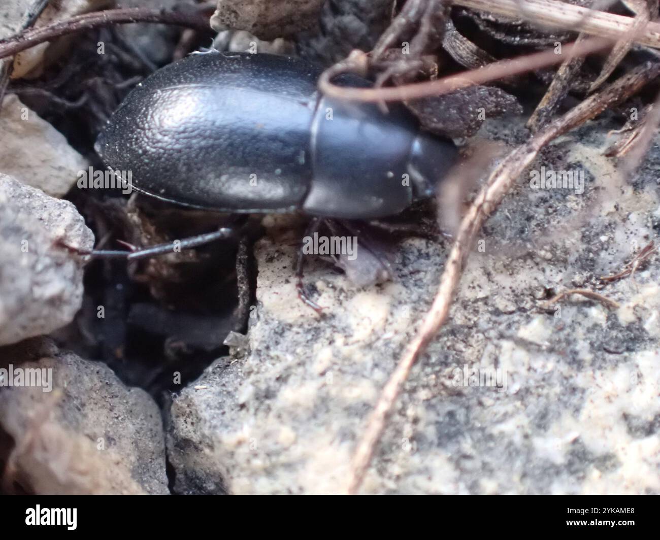 Darkling Beetles (Tenebrionidae Stock Photo - Alamy