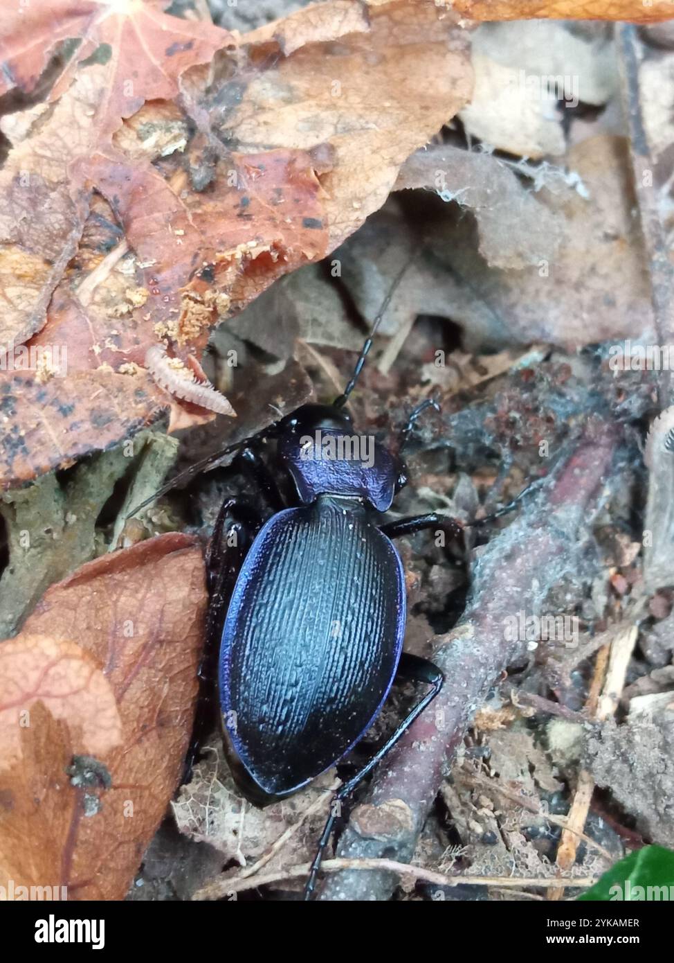 Rough Violet Ground Beetle (Carabus problematicus Stock Photo - Alamy