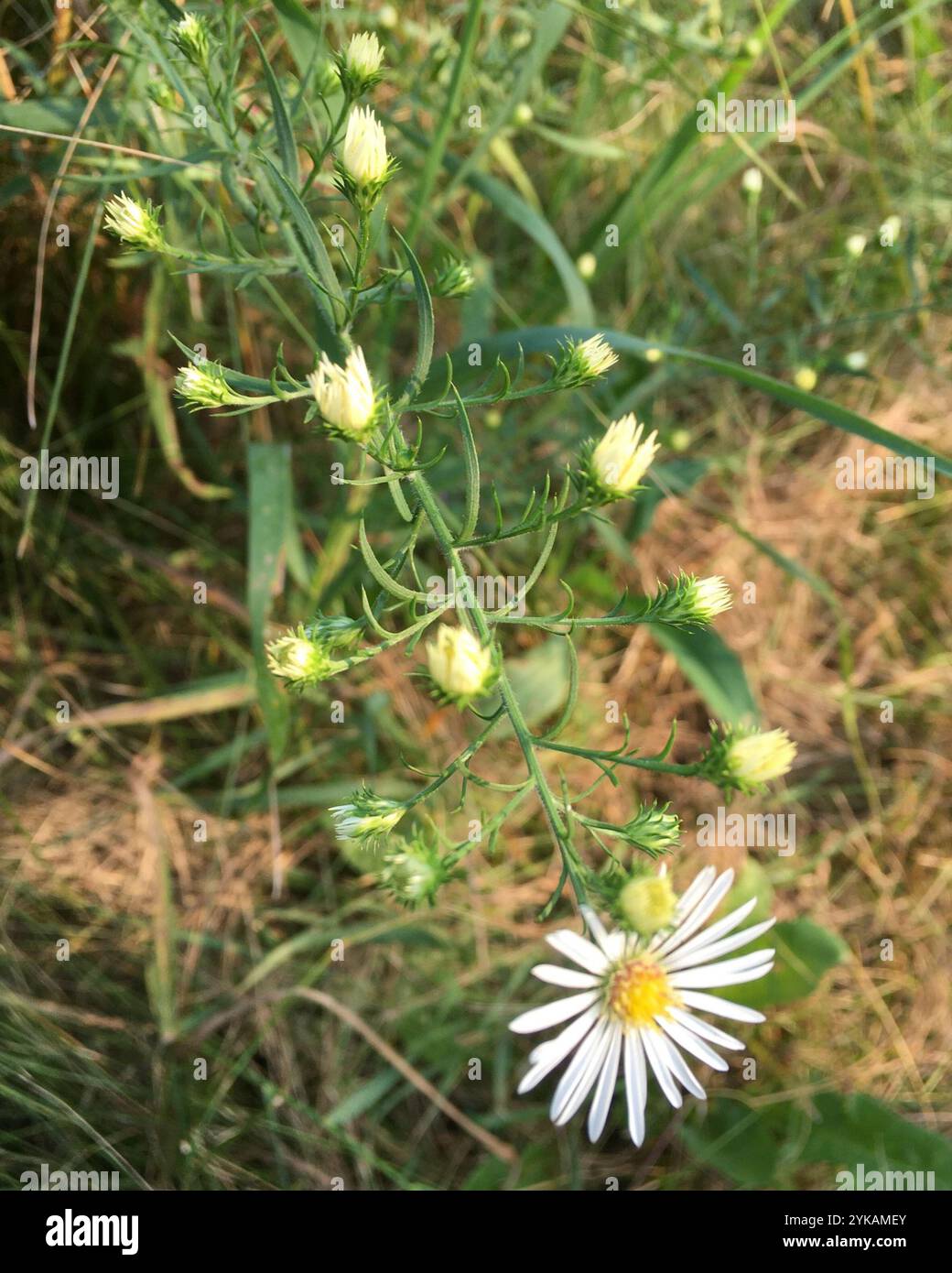 hairy white oldfield aster (Symphyotrichum pilosum Stock Photo - Alamy