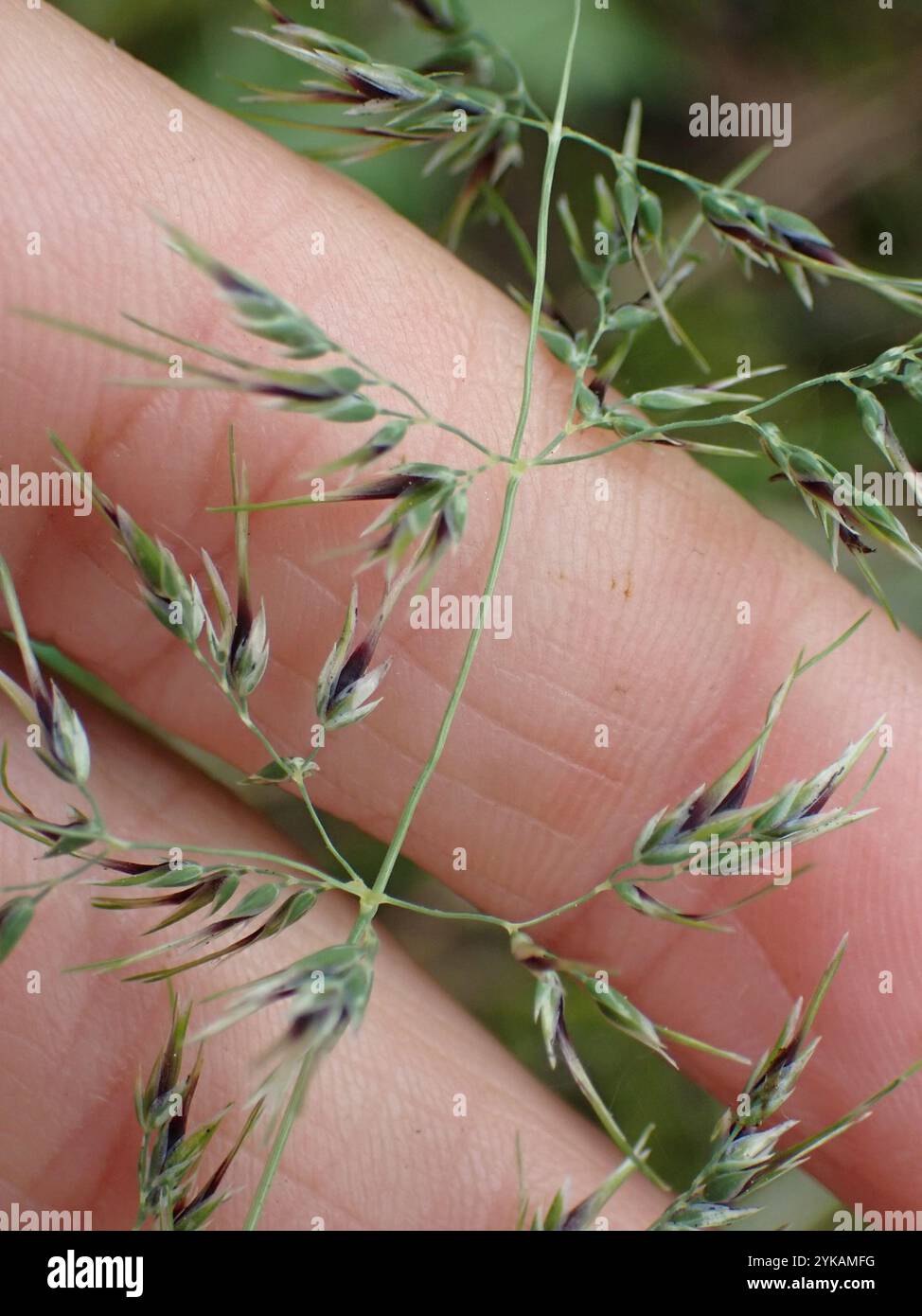 Bulbous Bluegrass (Poa bulbosa Stock Photo - Alamy