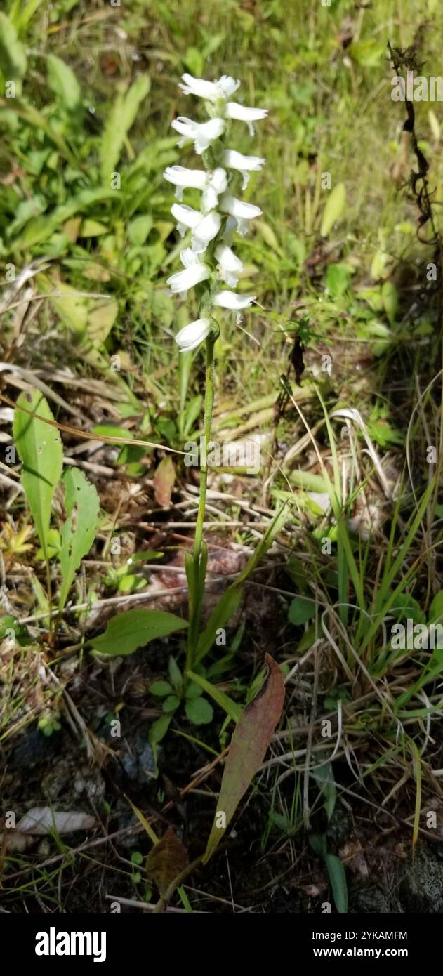 Sphinx ladies’ tresses (Spiranthes incurva Stock Photo - Alamy