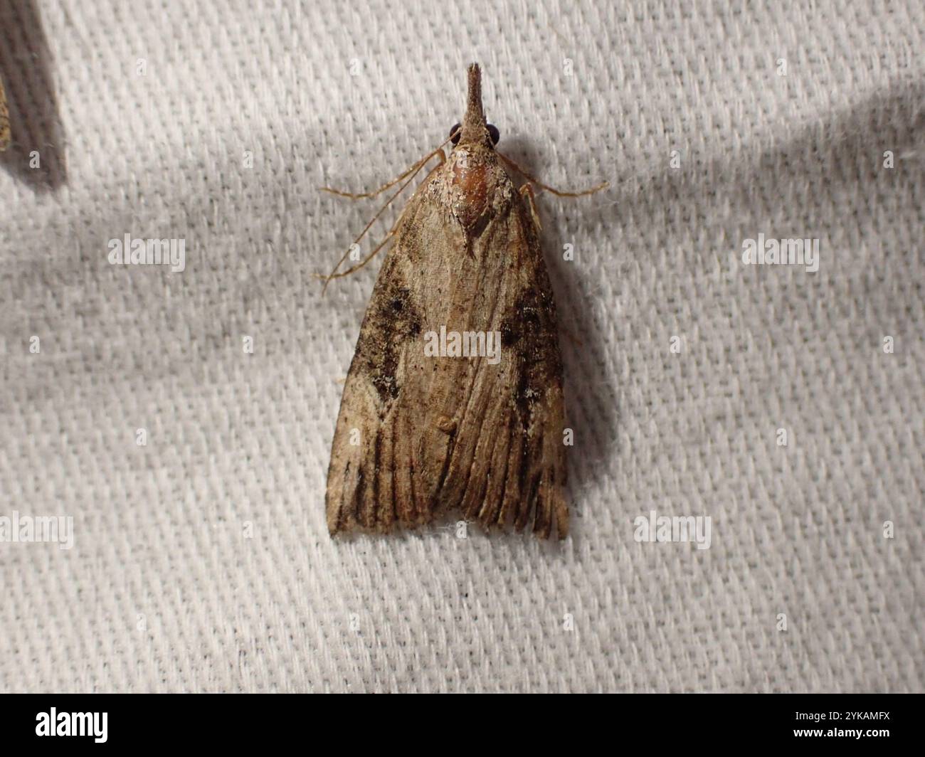 Hop Vine Snout (Hypena humuli Stock Photo - Alamy