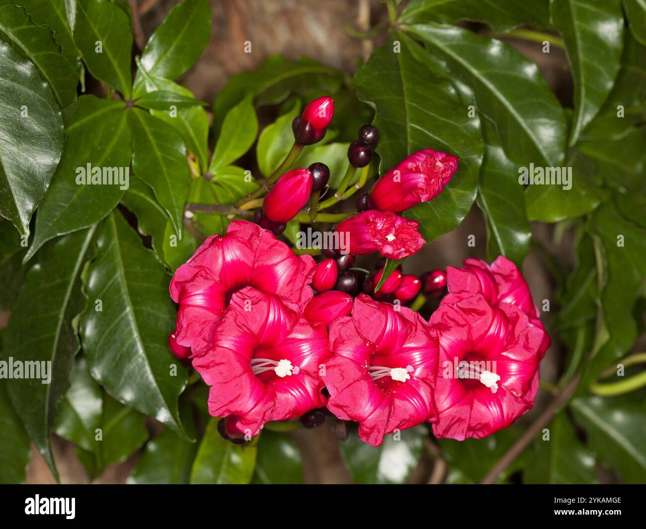 Ipomoea horsfalliana - Cardinal Creeper Stock Photo - Alamy
