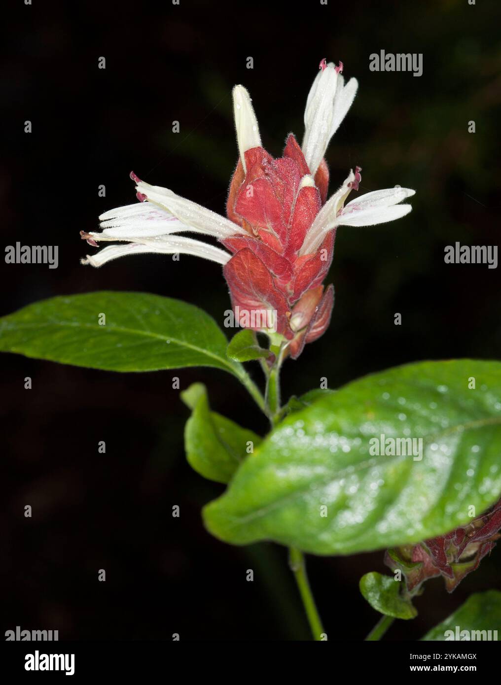 Justicia brandegeeana hi-res stock photography and images - Alamy