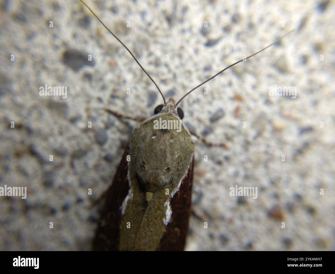 Variable Narrow-wing (Magusa divaricata Stock Photo - Alamy