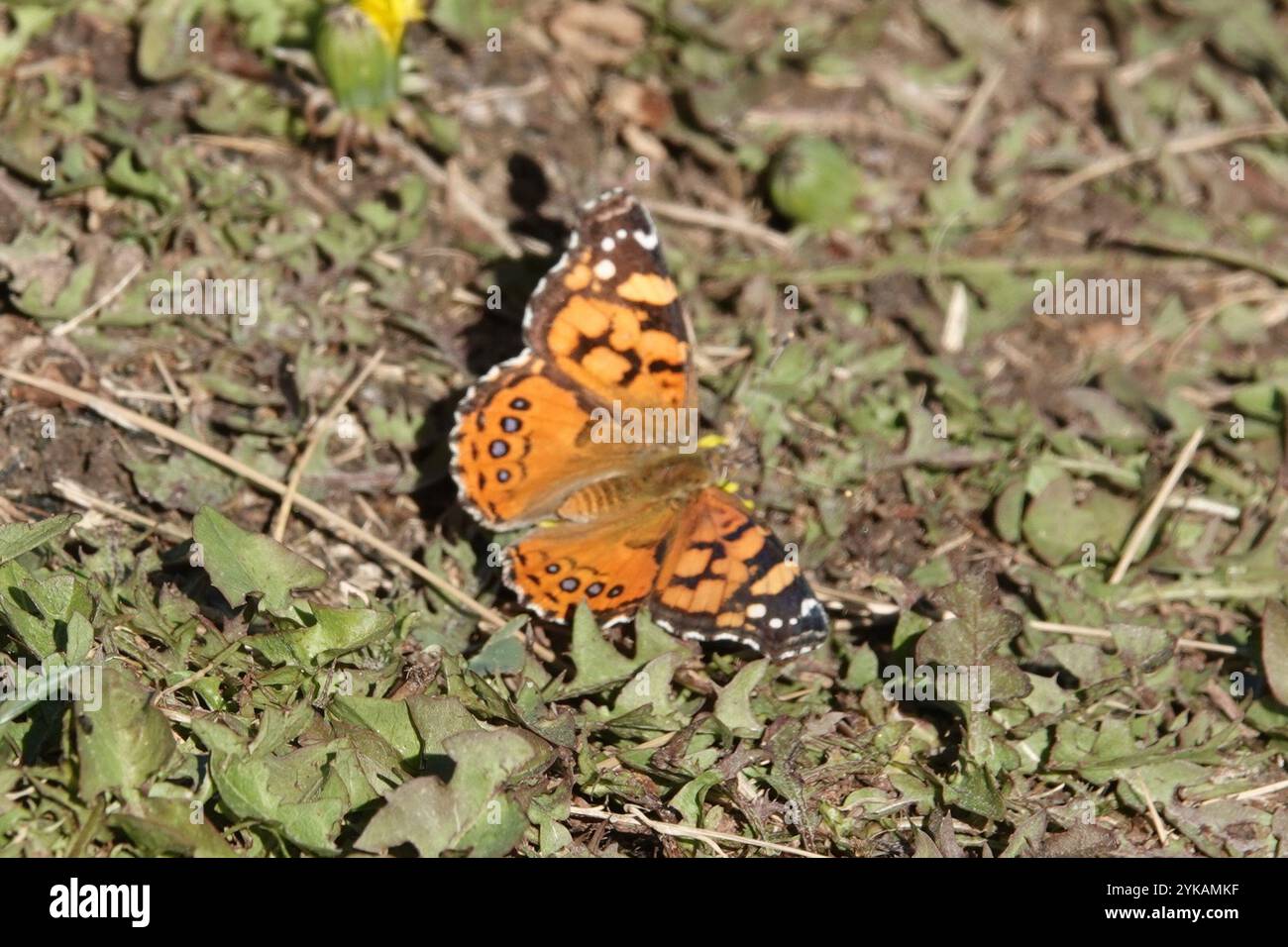 West Coast Lady (Vanessa annabella Stock Photo - Alamy