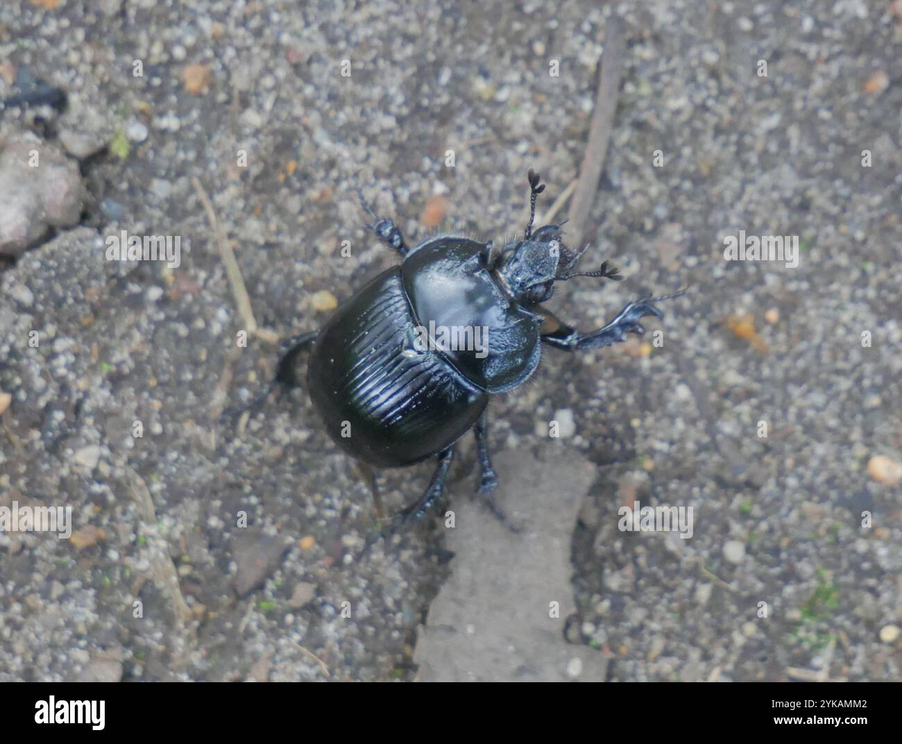 Minotaur Beetle (Typhaeus typhoeus Stock Photo - Alamy