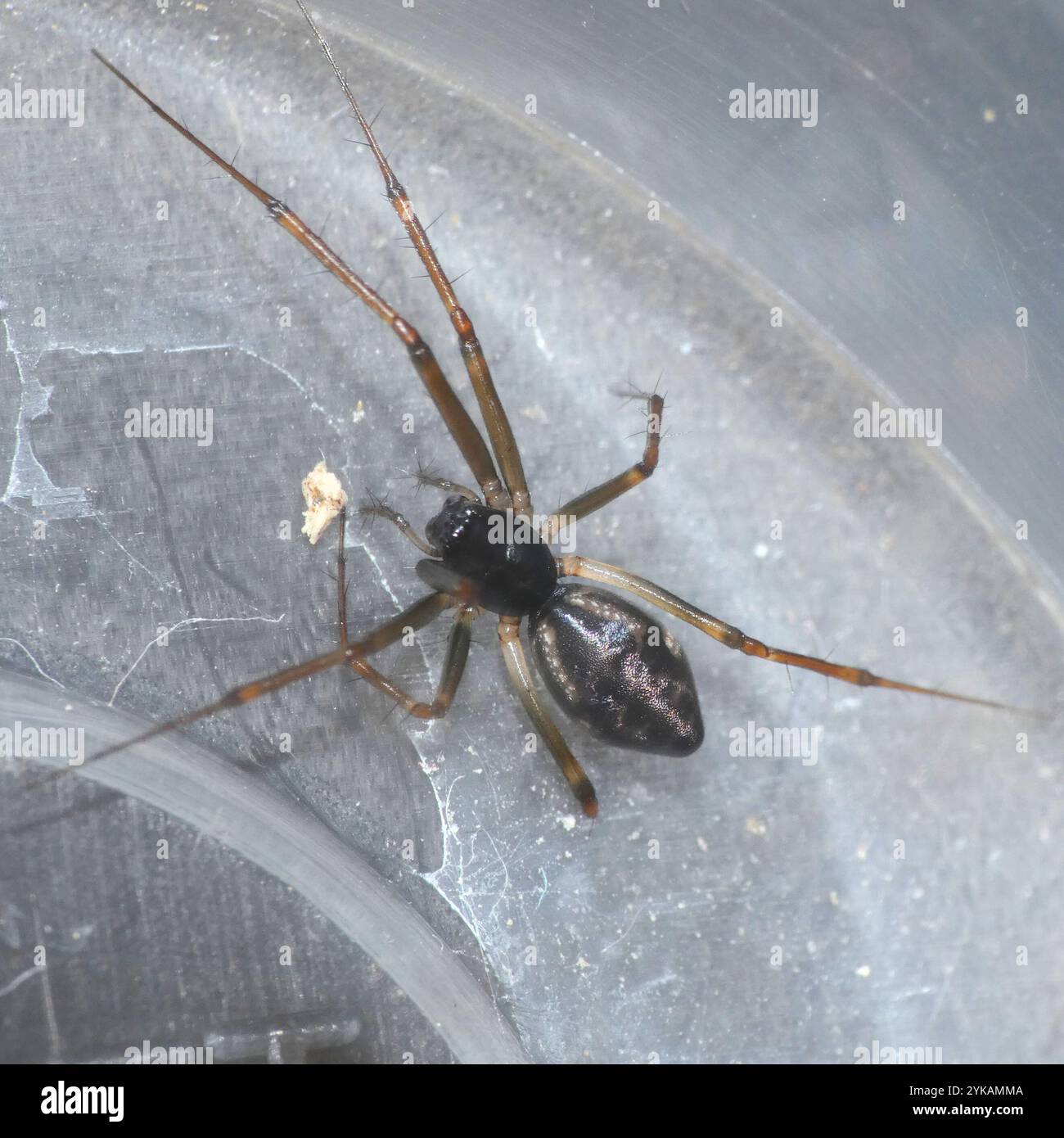 Sheetweb and Dwarf Weavers (Linyphiidae Stock Photo - Alamy