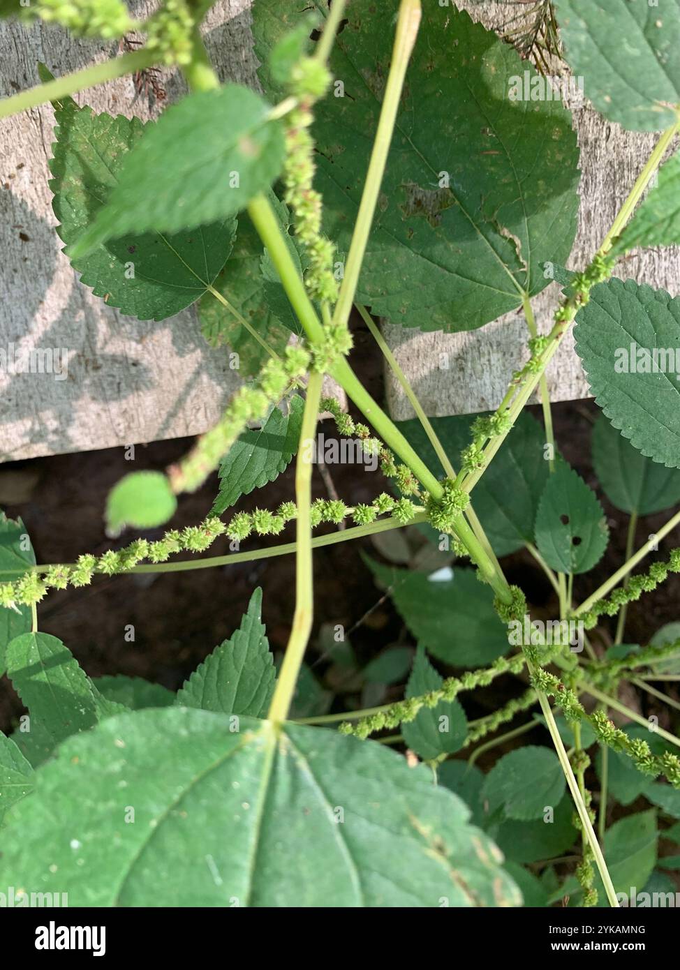 false nettle (Boehmeria cylindrica Stock Photo - Alamy