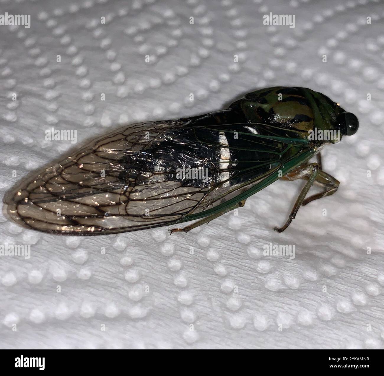 Coastal Scissors Grinder Cicada (Neotibicen latifasciatus Stock Photo ...