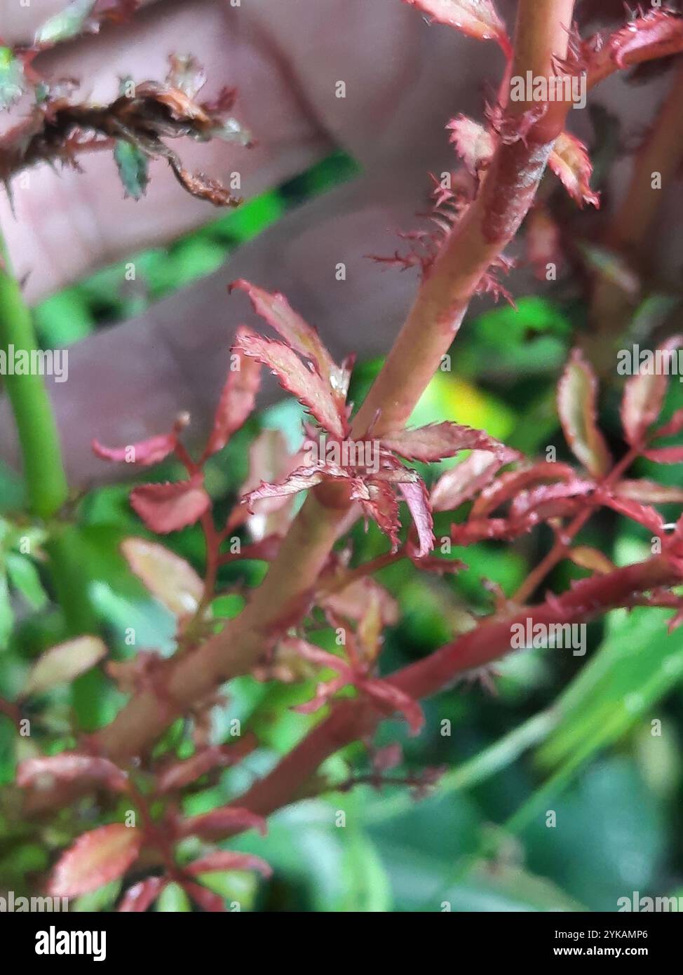 Rose rosette disease hi-res stock photography and images - Alamy