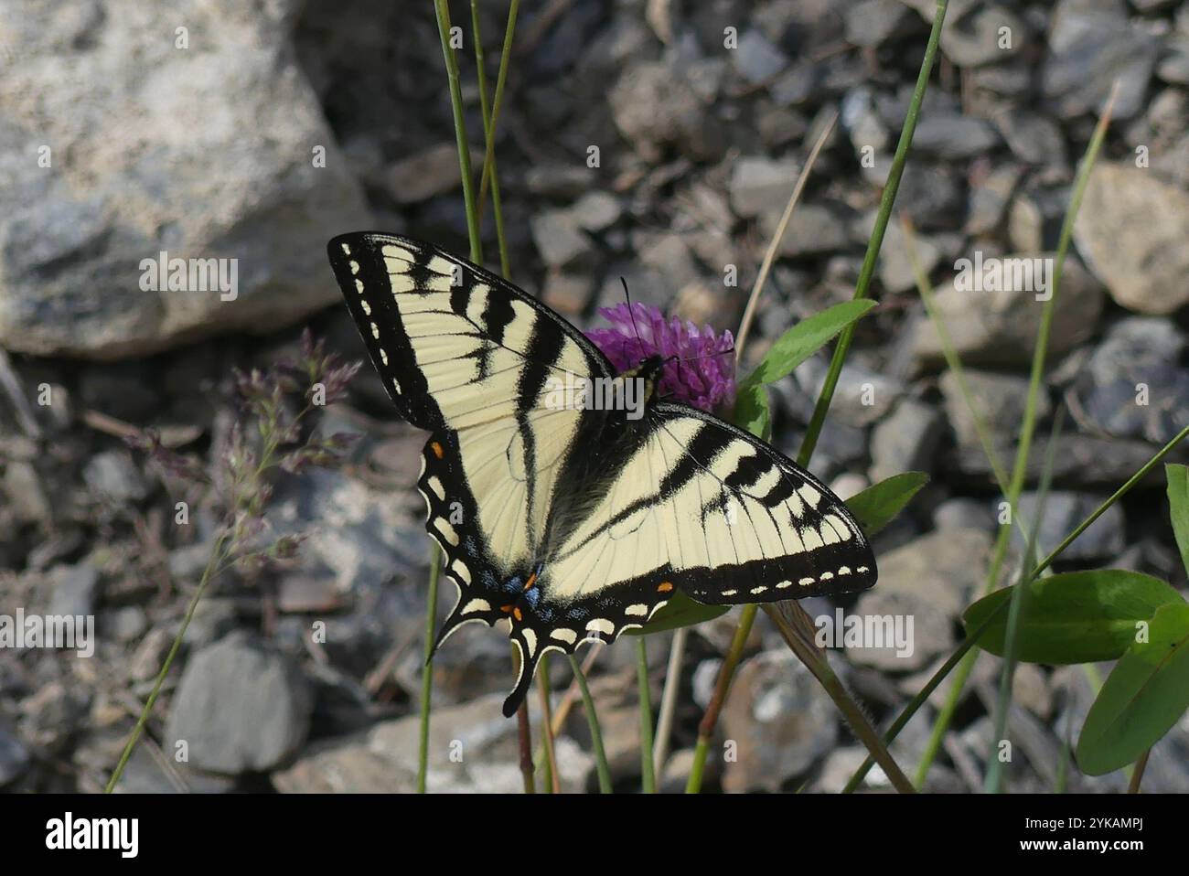 Canadian Tiger Swallowtail (Papilio canadensis Stock Photo - Alamy