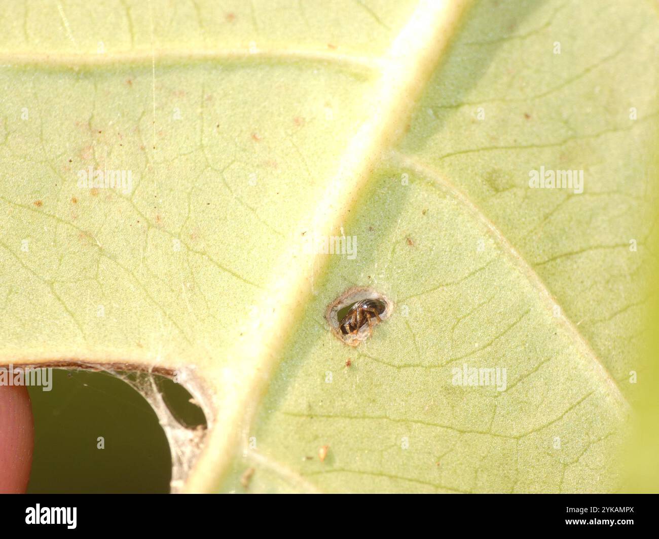 Beetle crab spiders (Mystaria Stock Photo - Alamy