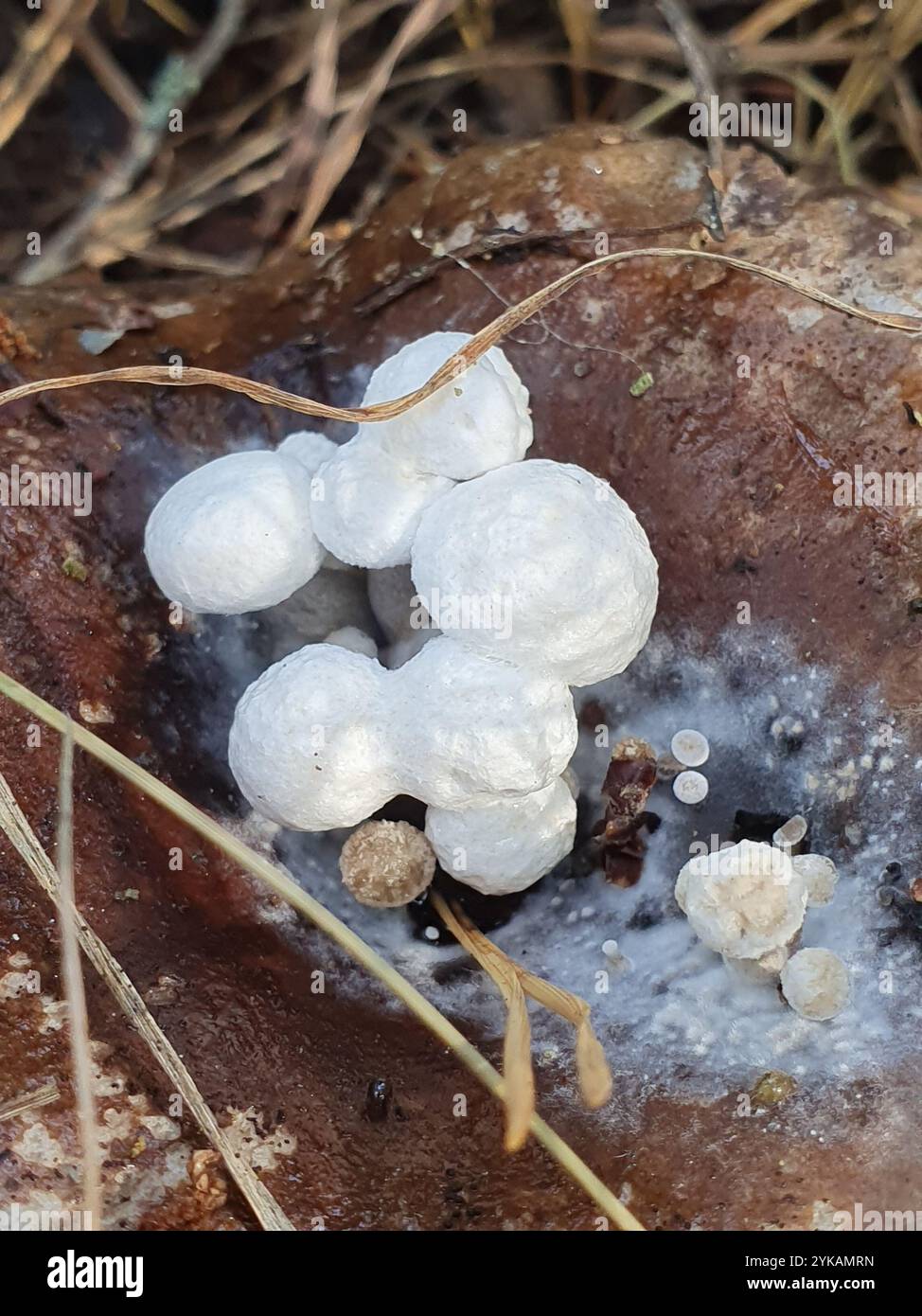 Powder Cap (Asterophora lycoperdoides Stock Photo - Alamy