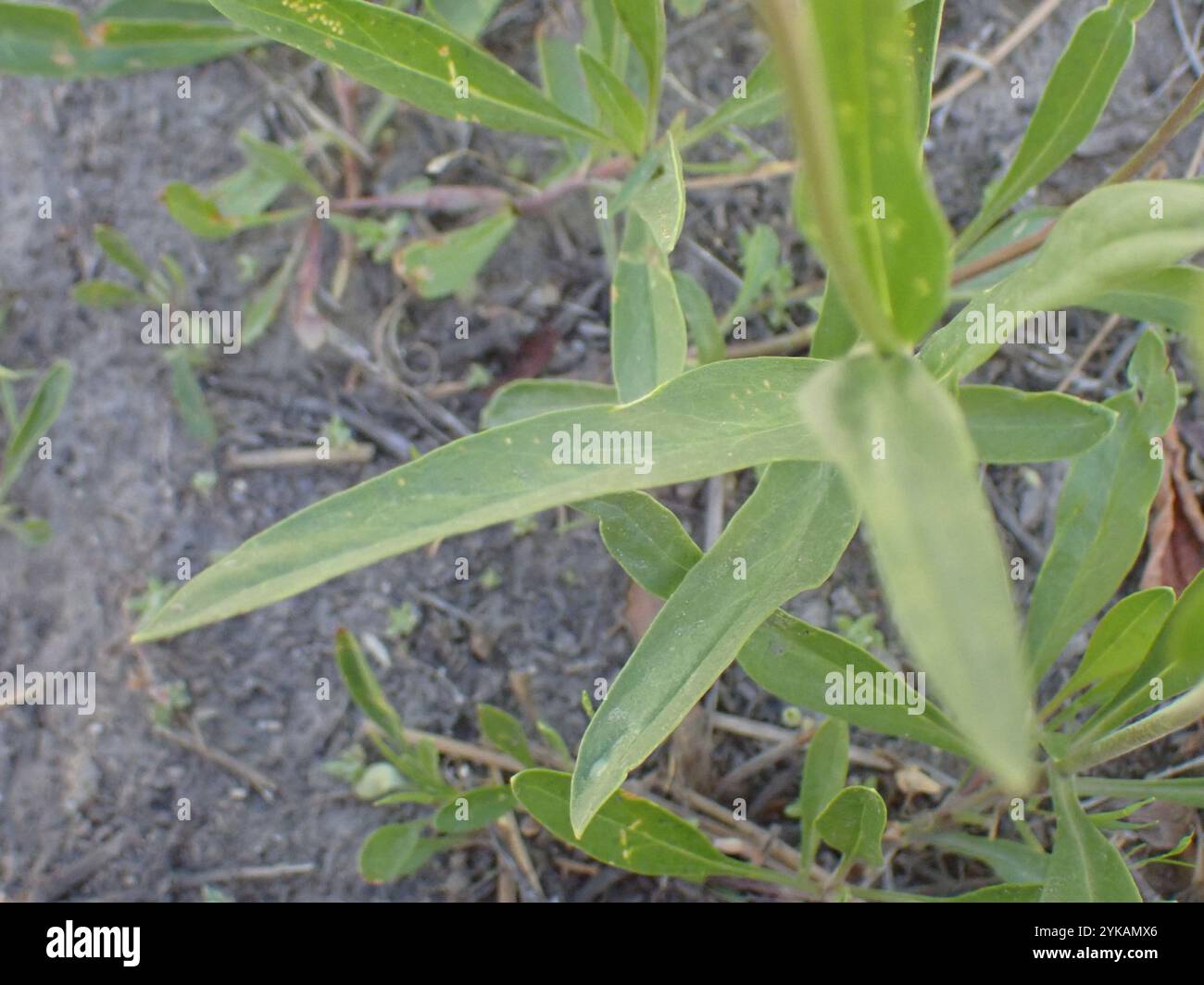 Yellow Beardtongue (Penstemon confertus Stock Photo - Alamy