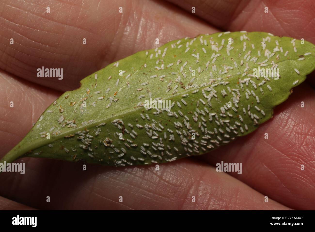 Euonymus Scale (Unaspis euonymi Stock Photo - Alamy