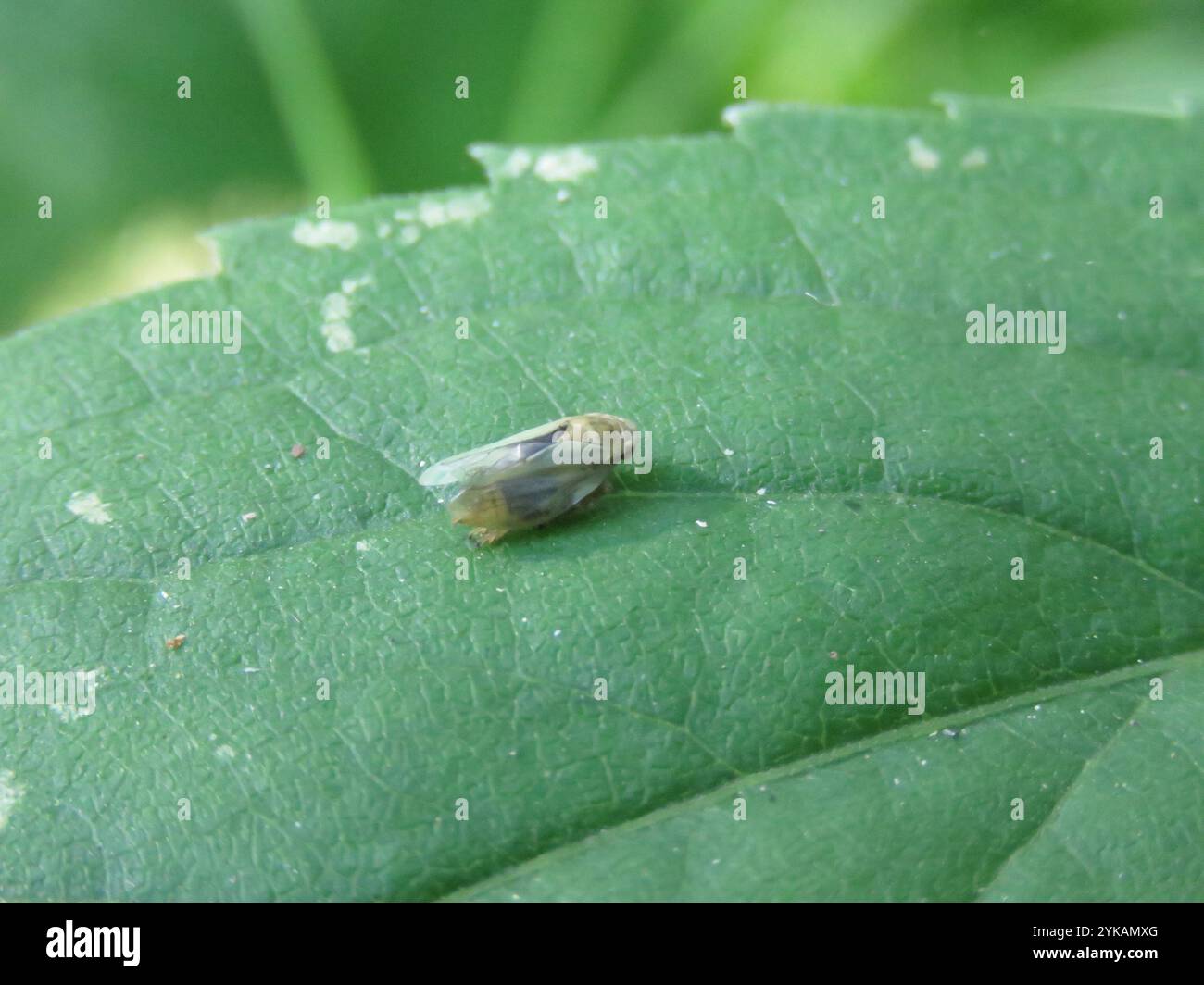 True Bugs, Hoppers, Aphids, and allies (Hemiptera Stock Photo - Alamy