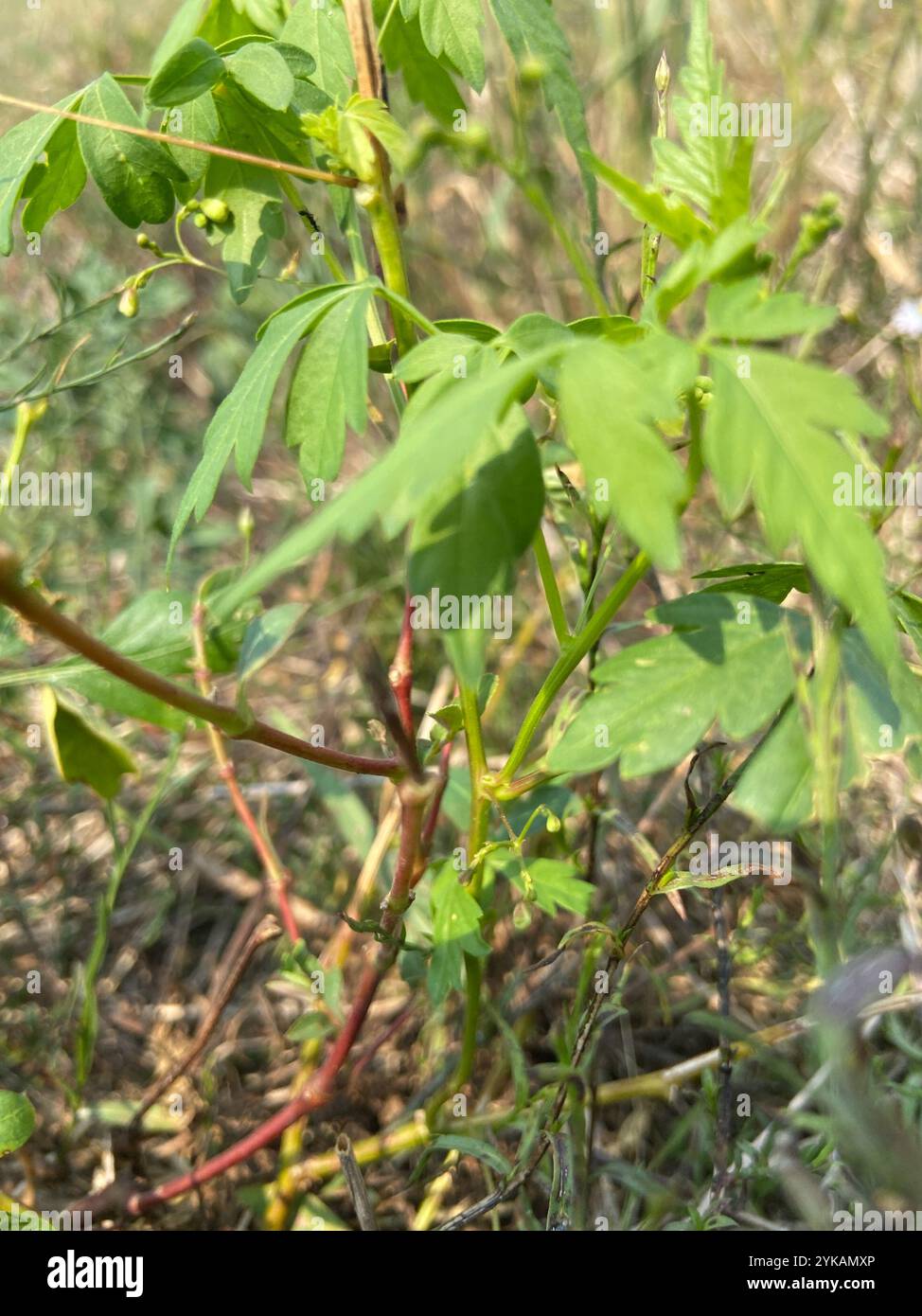 Lesser Balloon Vine (Cardiospermum halicacabum Stock Photo - Alamy