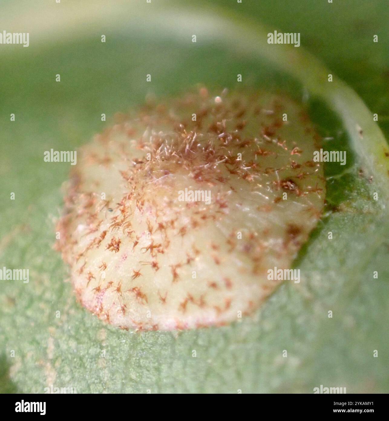 Common Spangle Gall Wasp (Neuroterus quercusbaccarum Stock Photo - Alamy