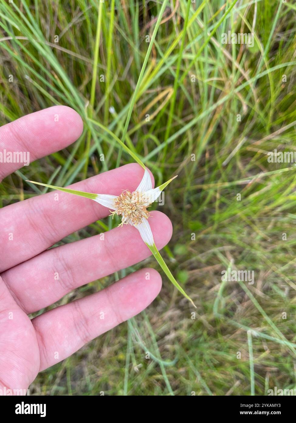 Whitetop sedge hi-res stock photography and images - Alamy