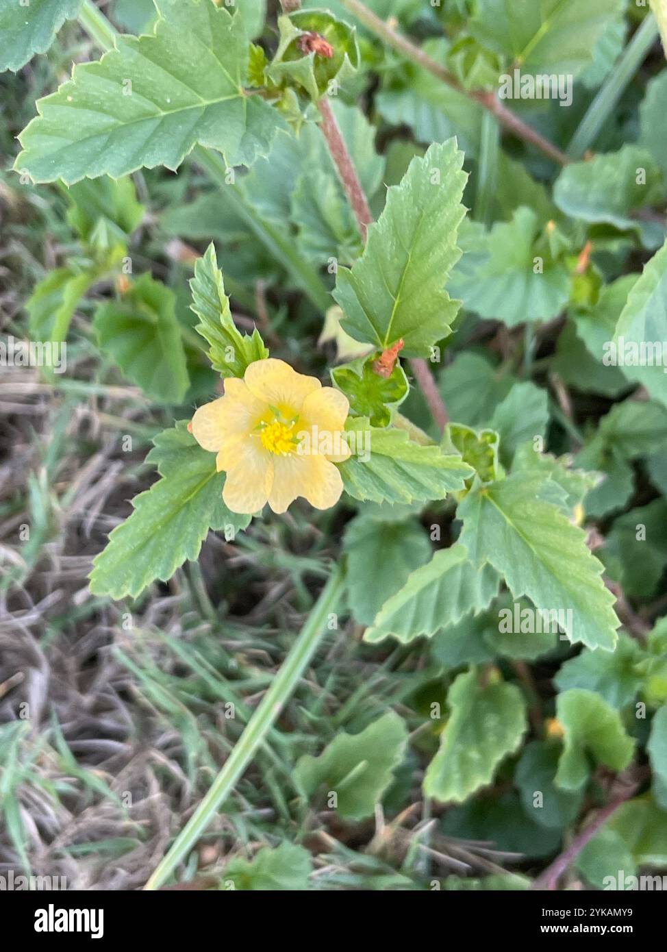 three-lobe false mallow (Malvastrum coromandelianum Stock Photo - Alamy