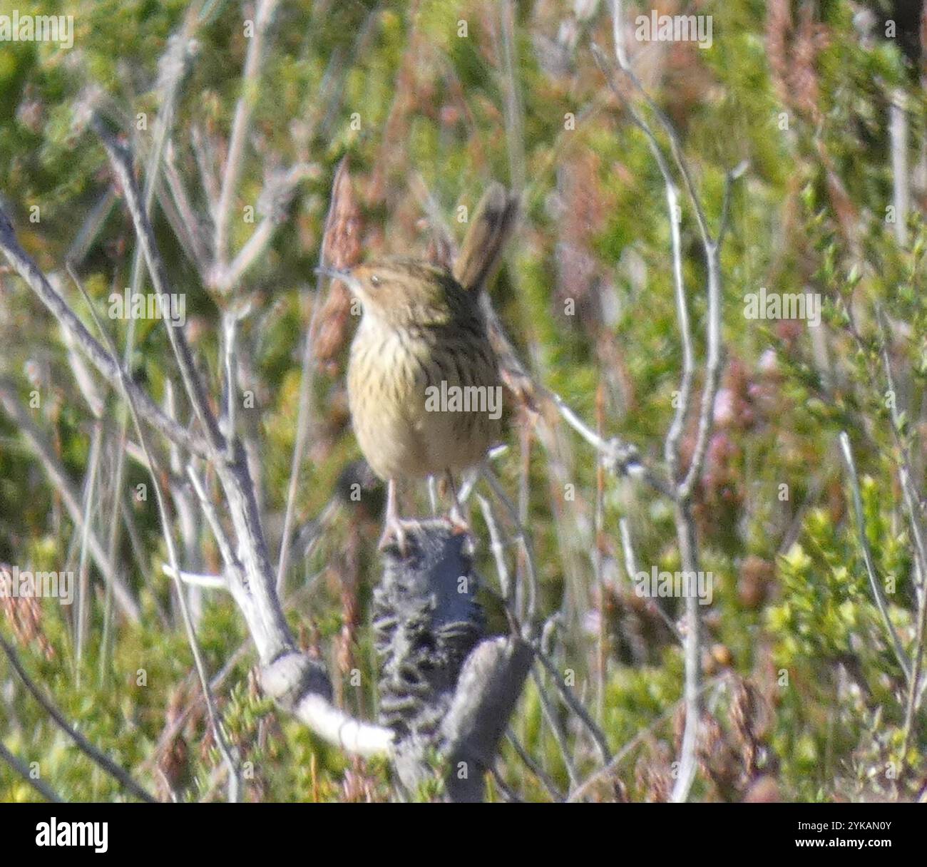 Fieldwren hi-res stock photography and images - Alamy