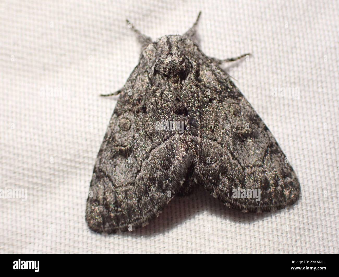 Brother Moth (Raphia frater Stock Photo - Alamy
