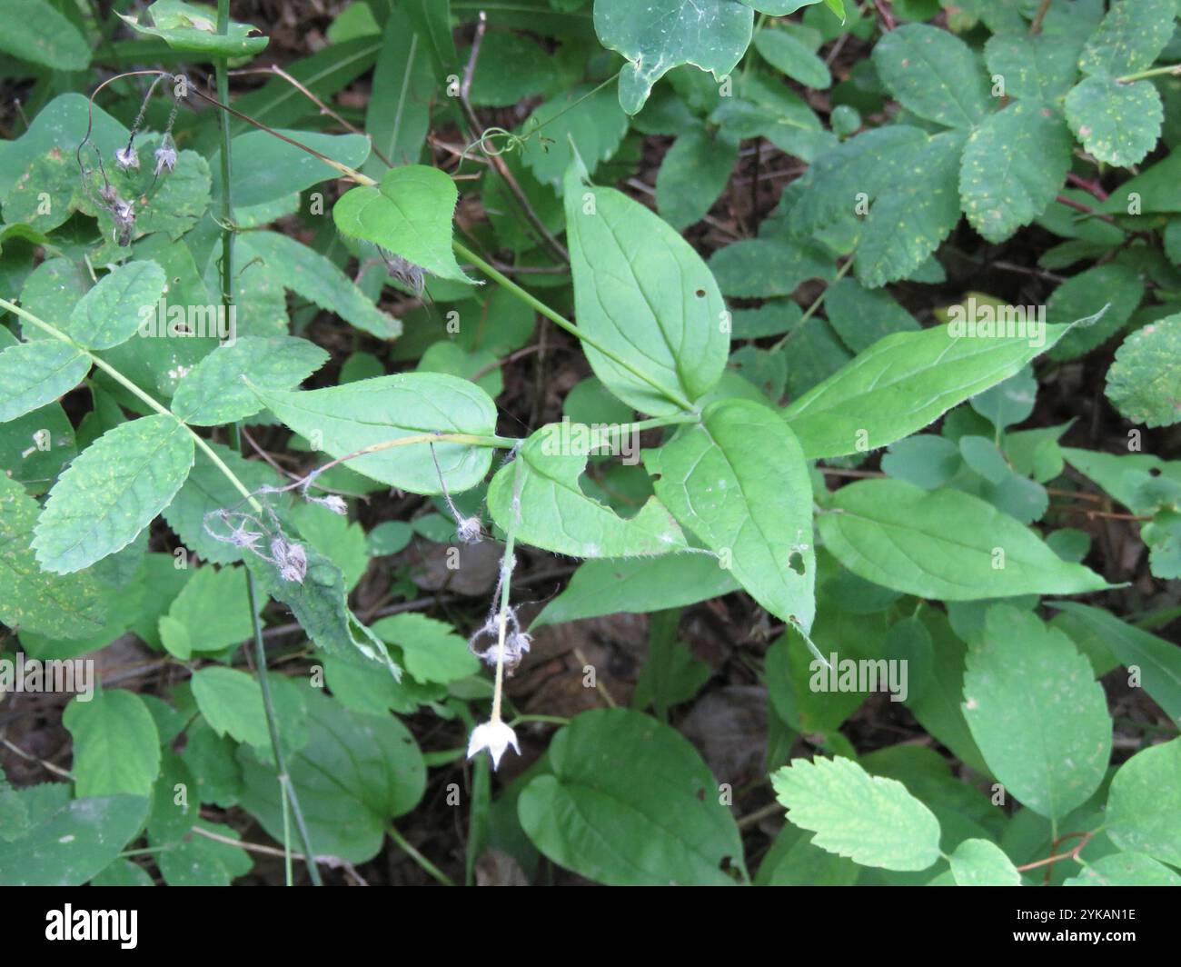 Tall Bluebell (Mertensia paniculata Stock Photo - Alamy