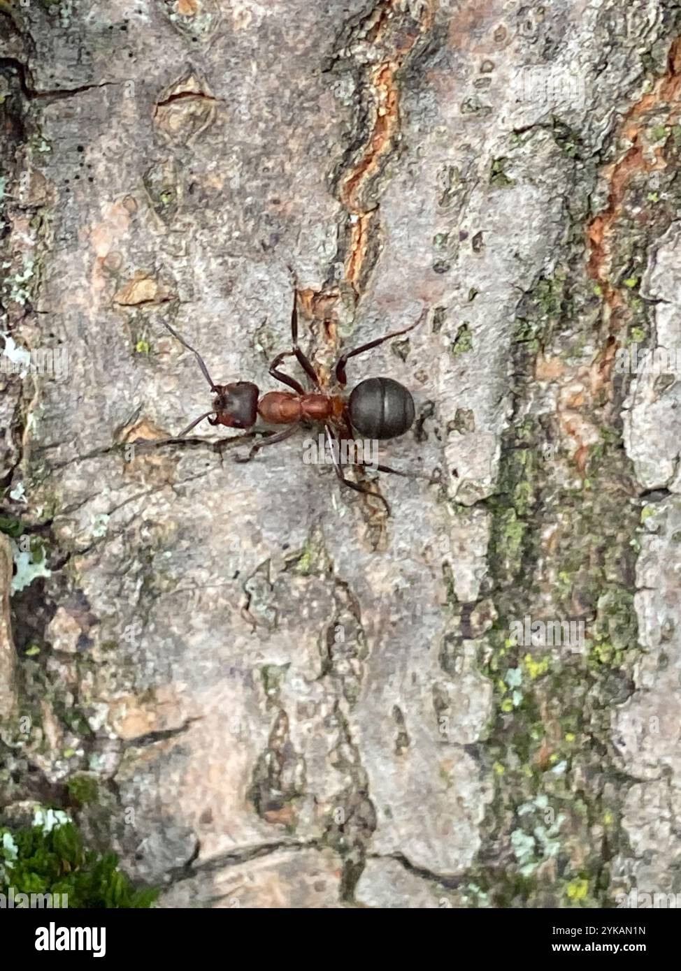 Southern Wood Ant (Formica rufa Stock Photo - Alamy