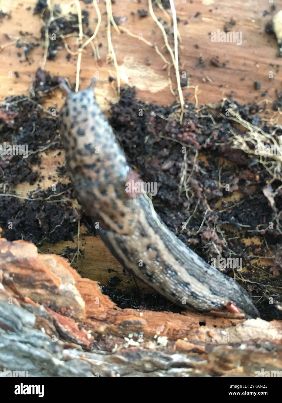 Leopard Slug (Limax maximus Stock Photo - Alamy