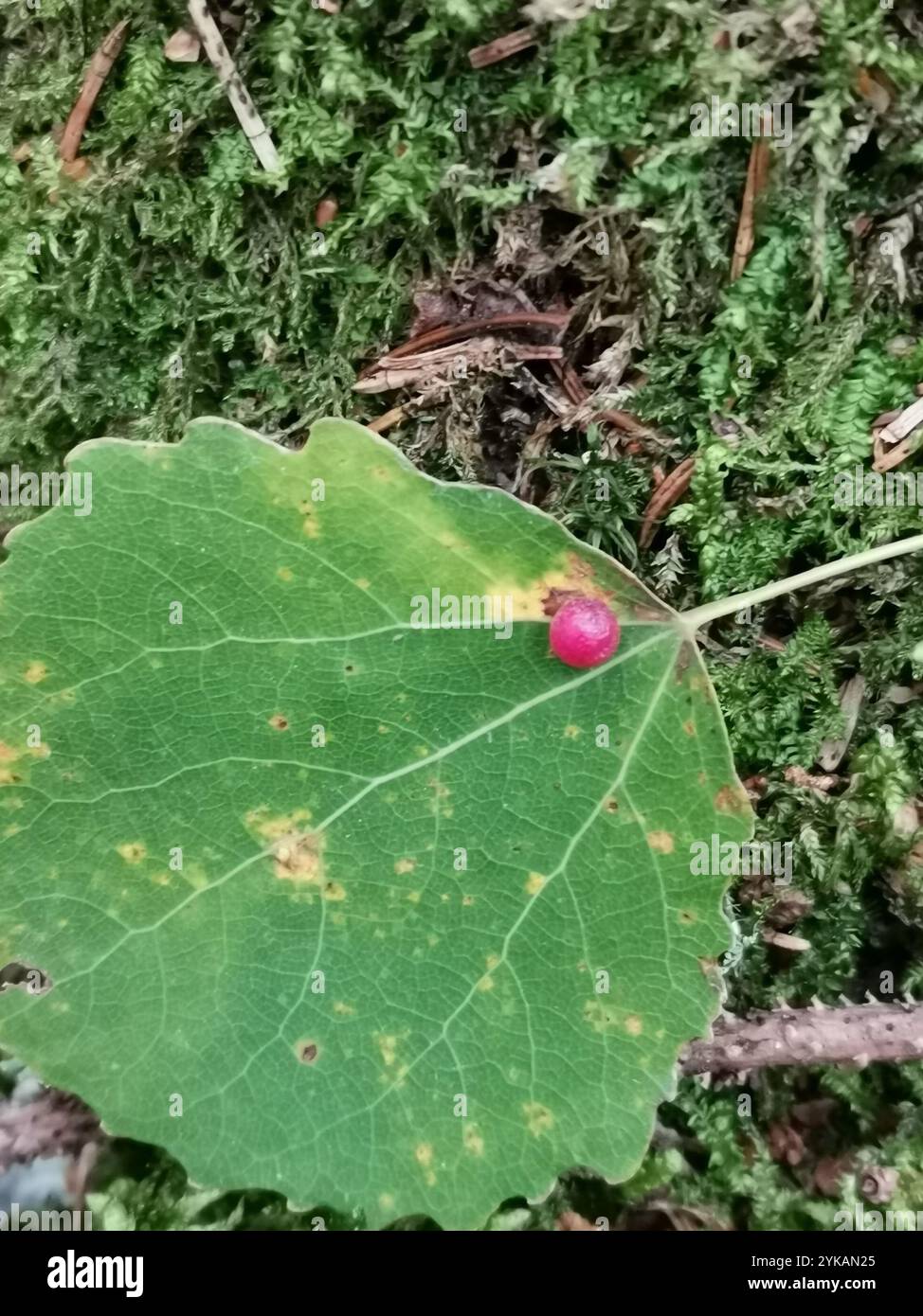 aspen leaf gall midge (Harmandiola tremulae Stock Photo - Alamy