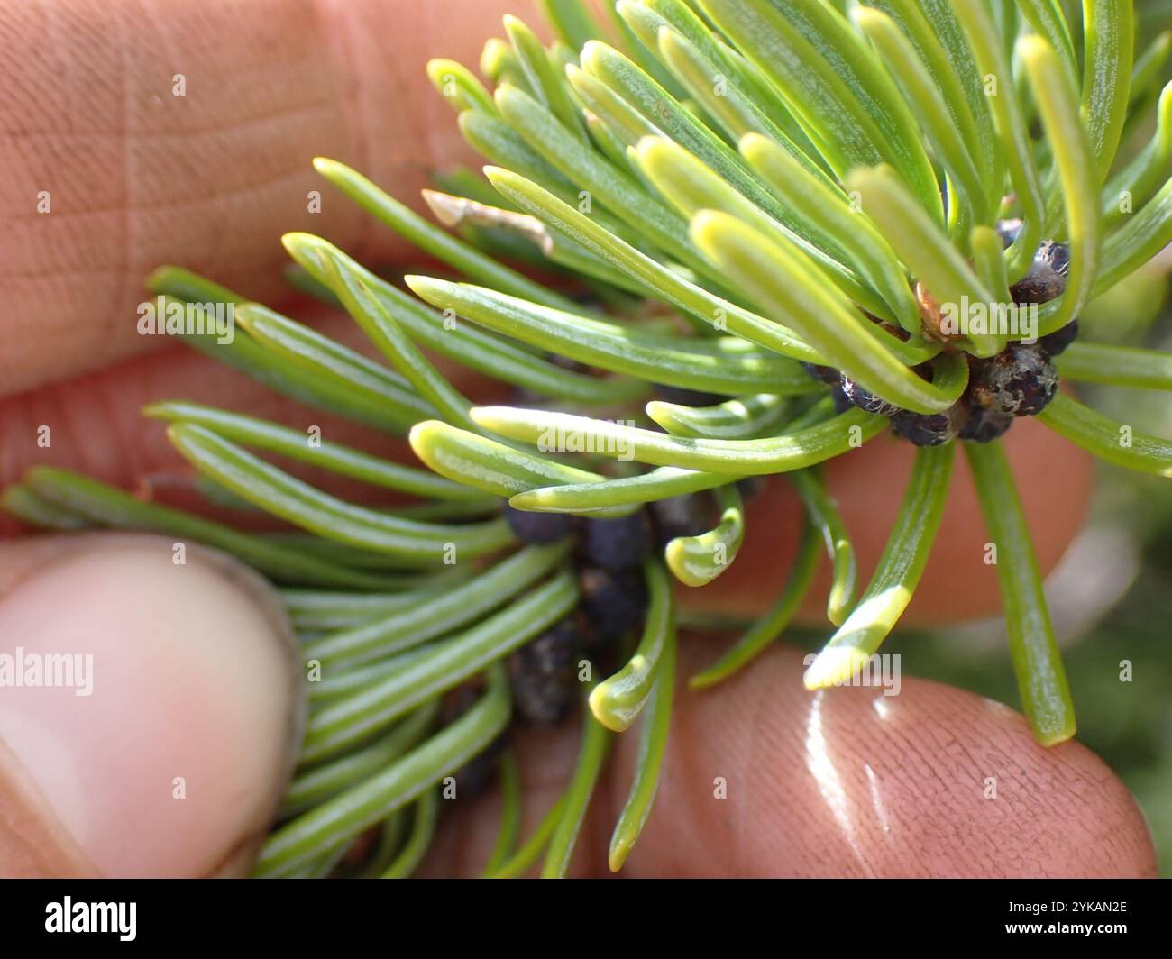 subalpine fir (Abies lasiocarpa Stock Photo - Alamy