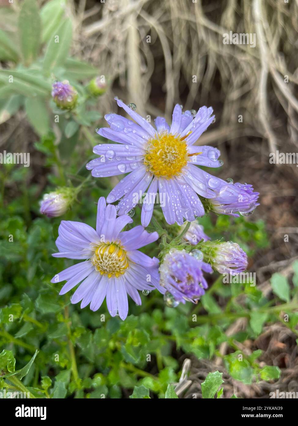 Pacific Aster (Symphyotrichum chilense Stock Photo - Alamy