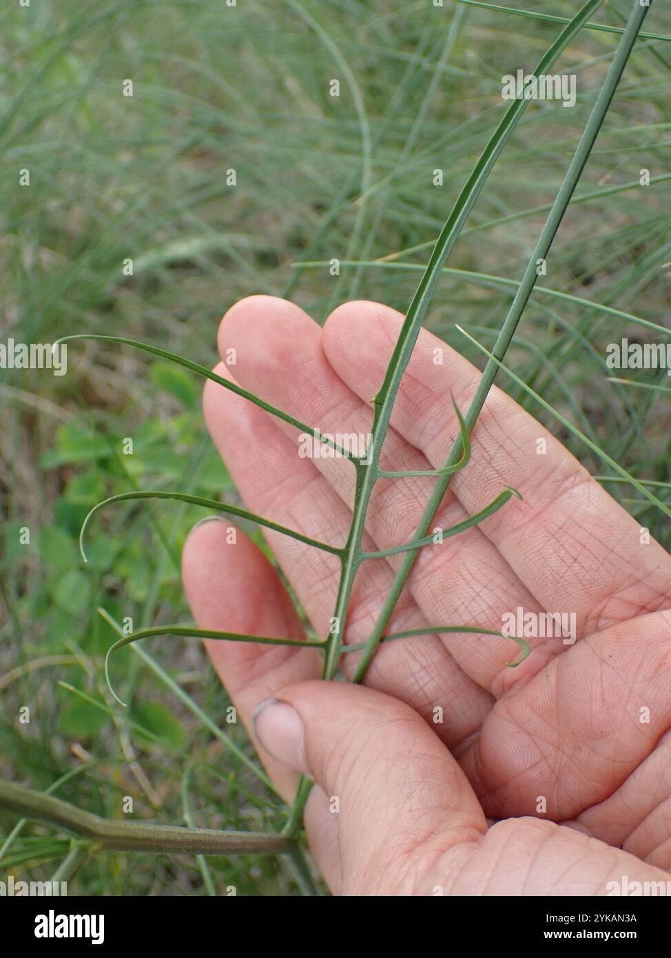 Slender Hawksbeard (Crepis atribarba Stock Photo - Alamy