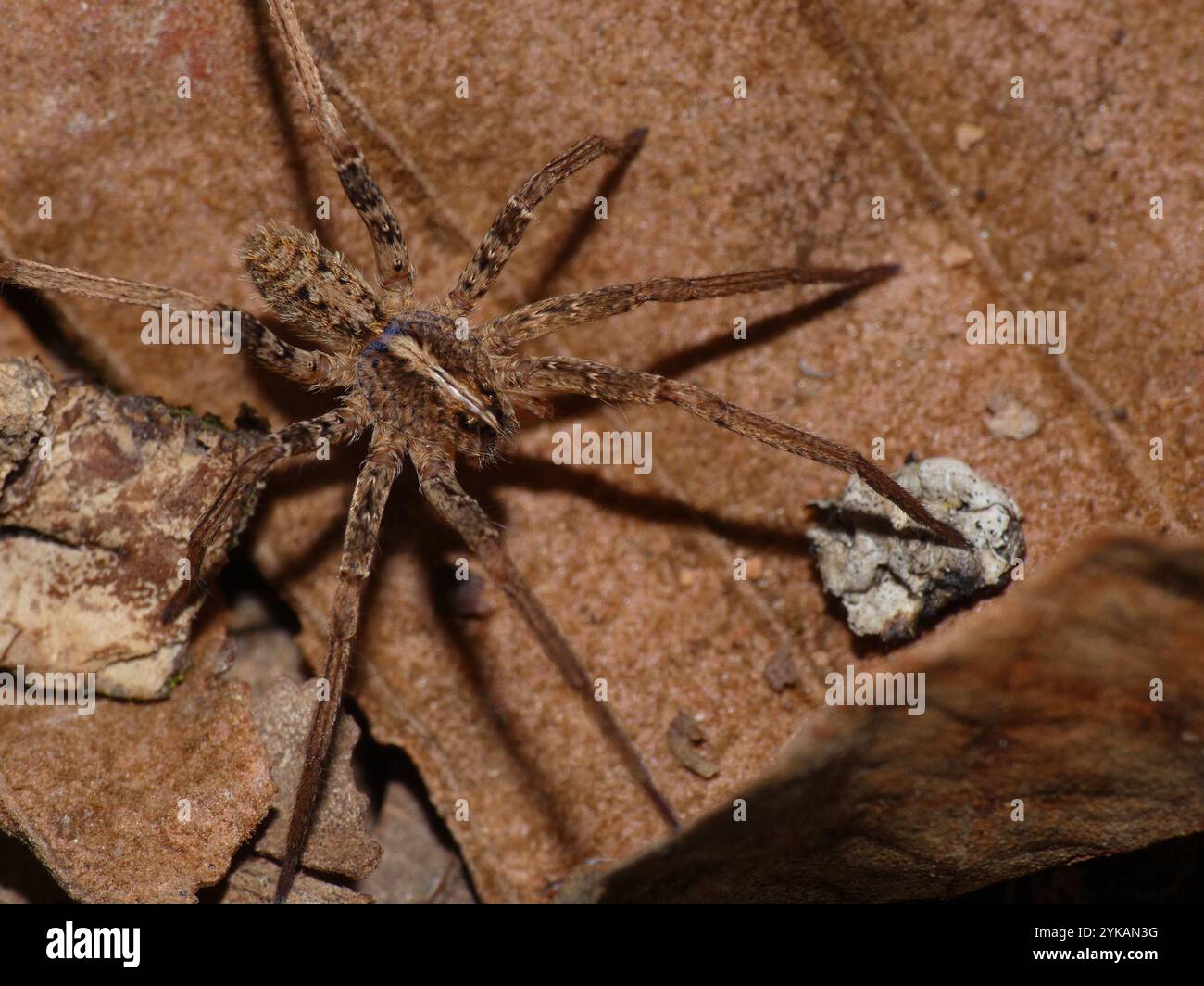 Tropical Wandering Spiders (Ctenus Stock Photo - Alamy