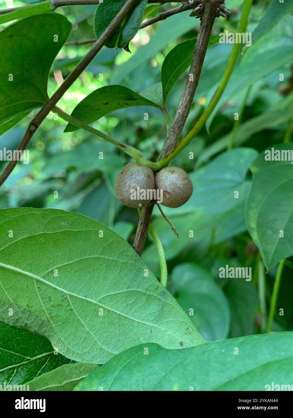Chinese yam (Dioscorea polystachya Stock Photo - Alamy