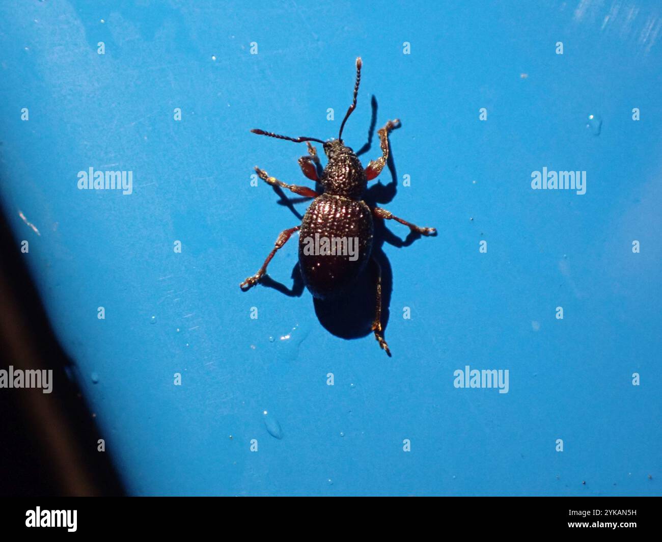 Strawberry Root Weevil (Otiorhynchus ovatus Stock Photo - Alamy
