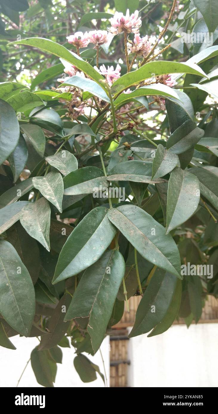 Andira inermis hi-res stock photography and images - Alamy
