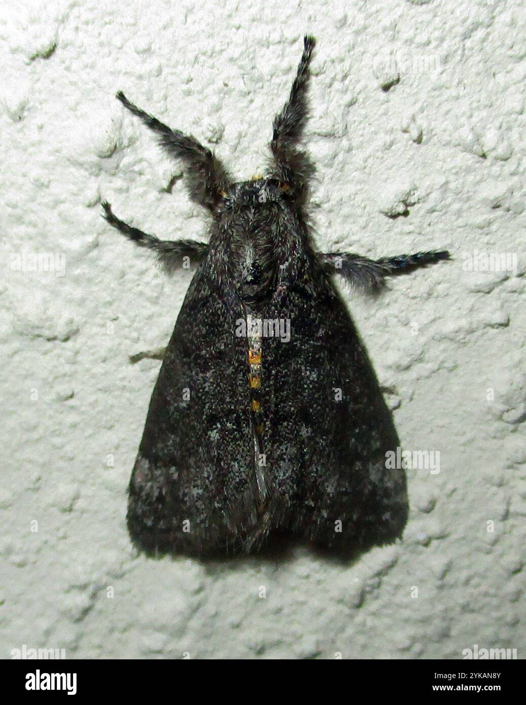 Tussock Moths (Lymantriinae Stock Photo - Alamy