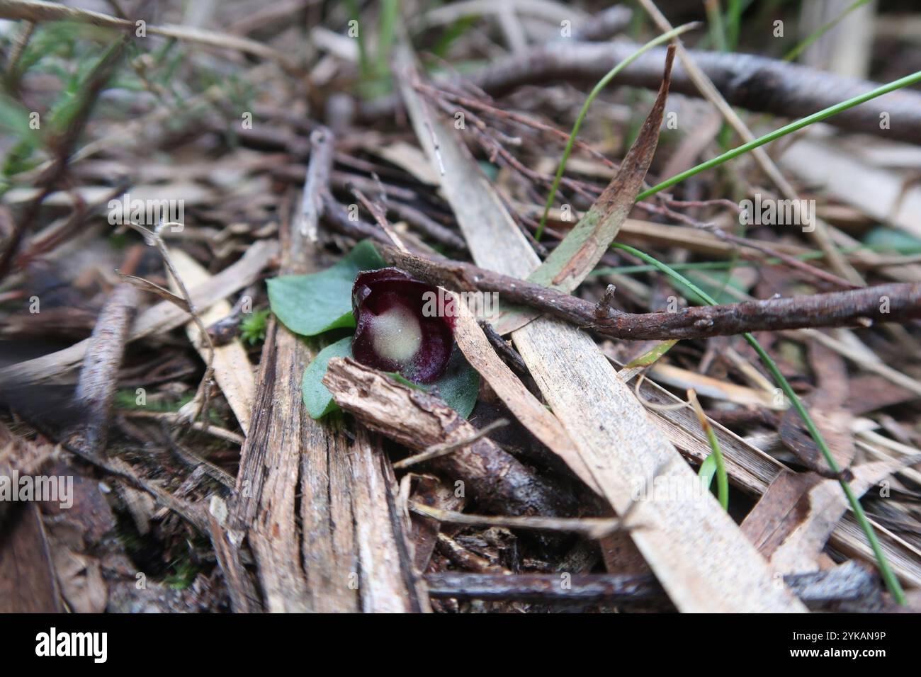slaty helmet-orchid (Corybas incurvus Stock Photo - Alamy