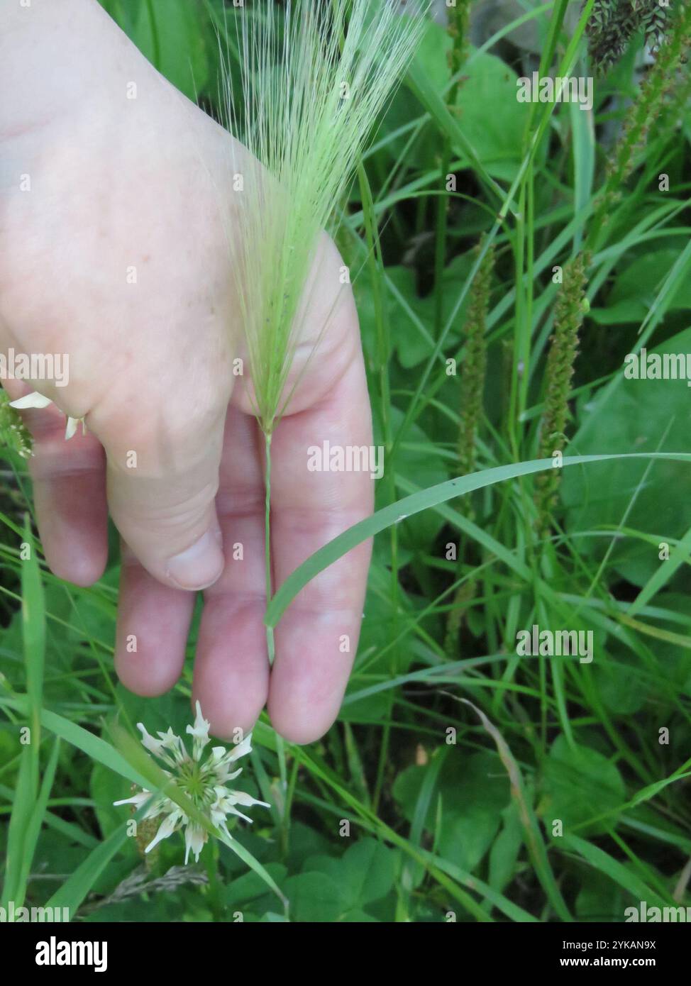 Foxtail Barley (Hordeum jubatum Stock Photo - Alamy